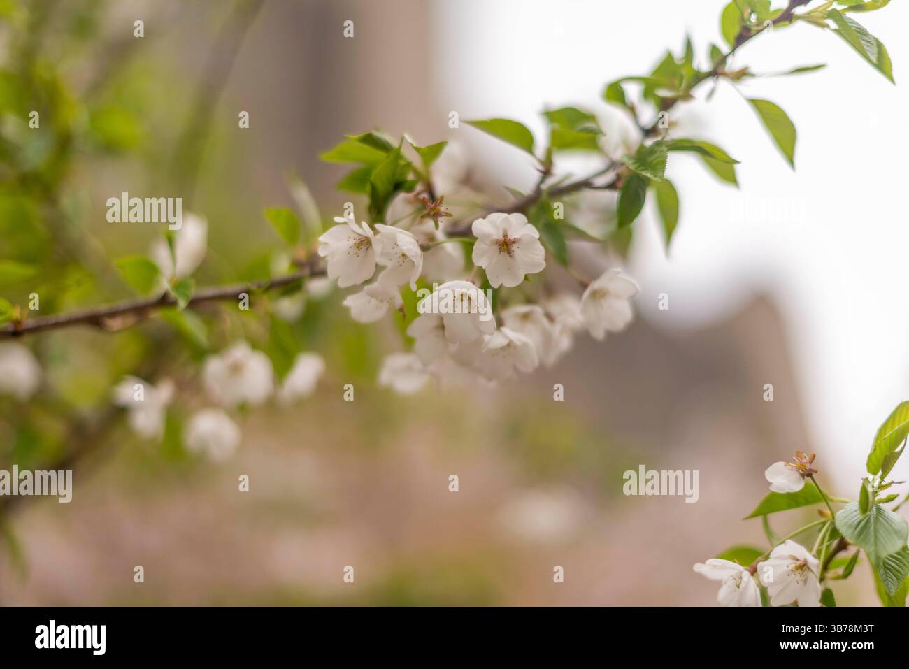 Title: Cherry blossoms at Robarts Library at the University of Toronto ...