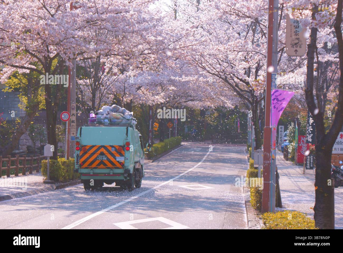 Sakura and garbage trucks. Shooting Location: Tokyo metropolitan area ...