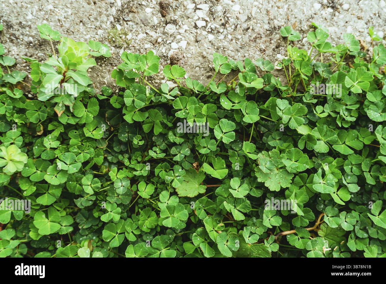 Green carpet of clover. Texture of the leaves of the clover. Plants a ...