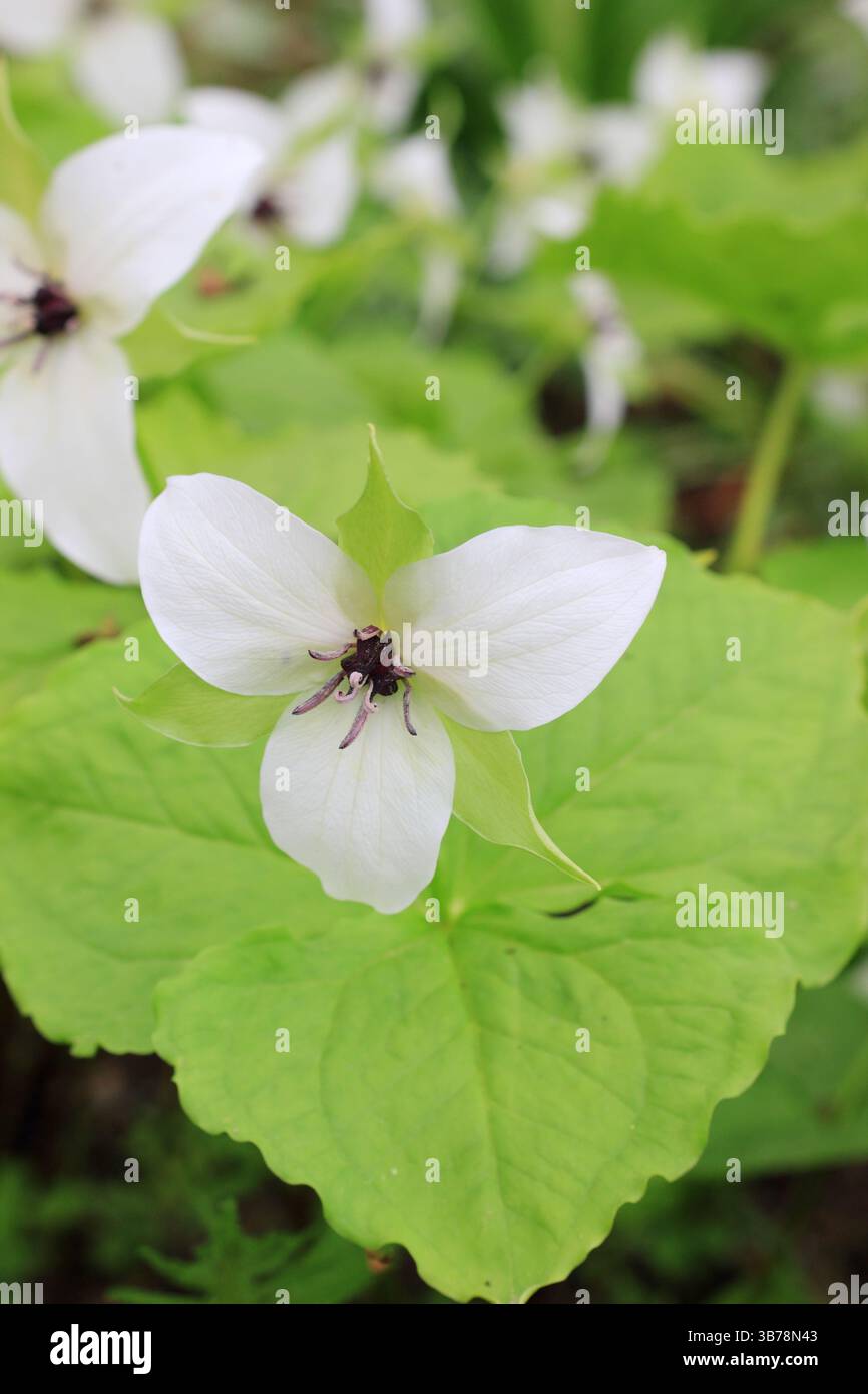 Trillium Simile, or Jewelled wake-robin, displaying characteristic ...