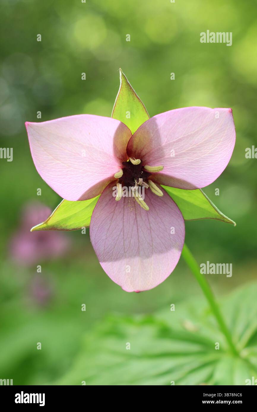 Trillium flexipes Harvington Dusky Pink, displaying characteristic ...