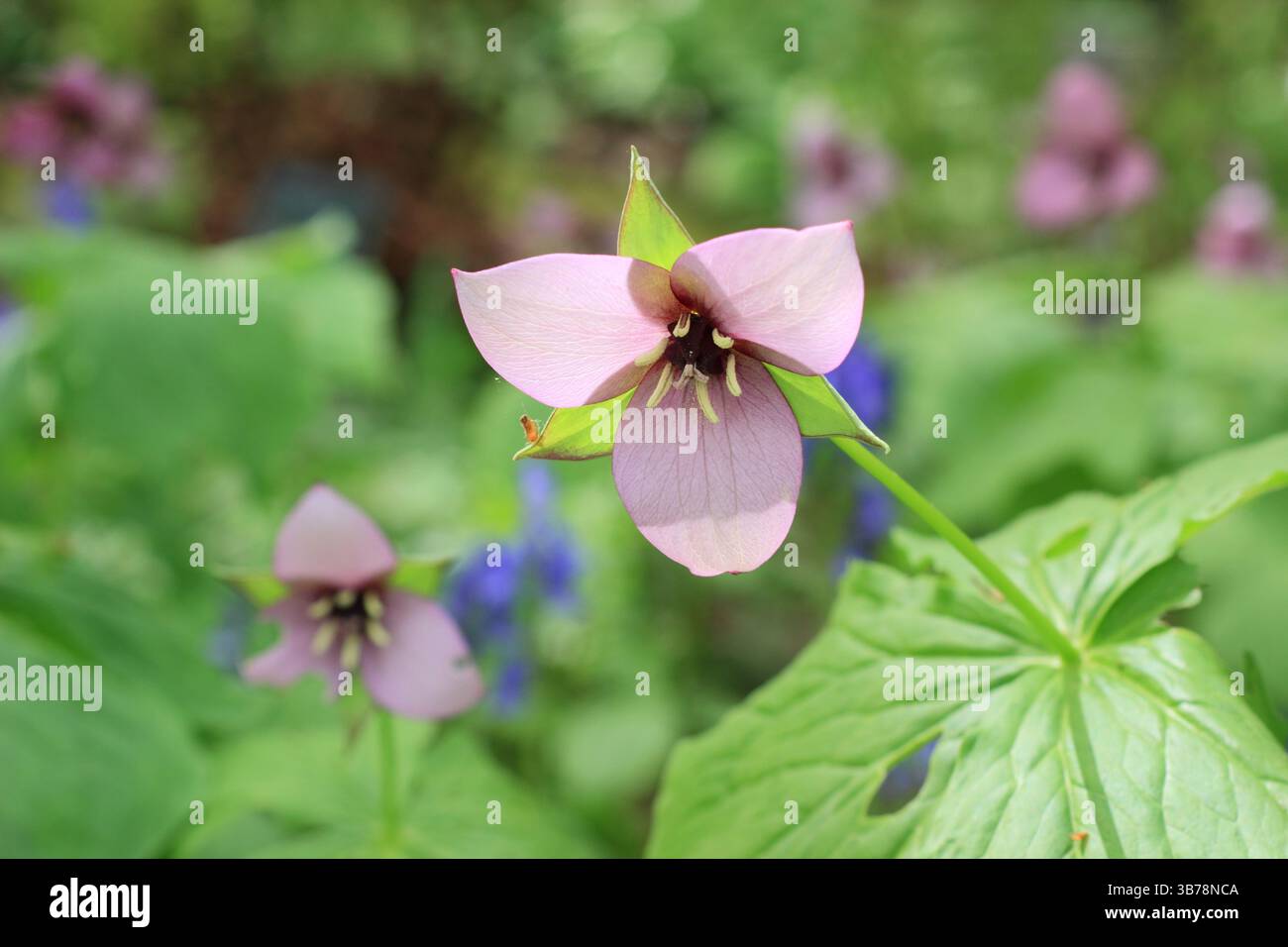 Trillium dusky pink hi-res stock photography and images - Alamy