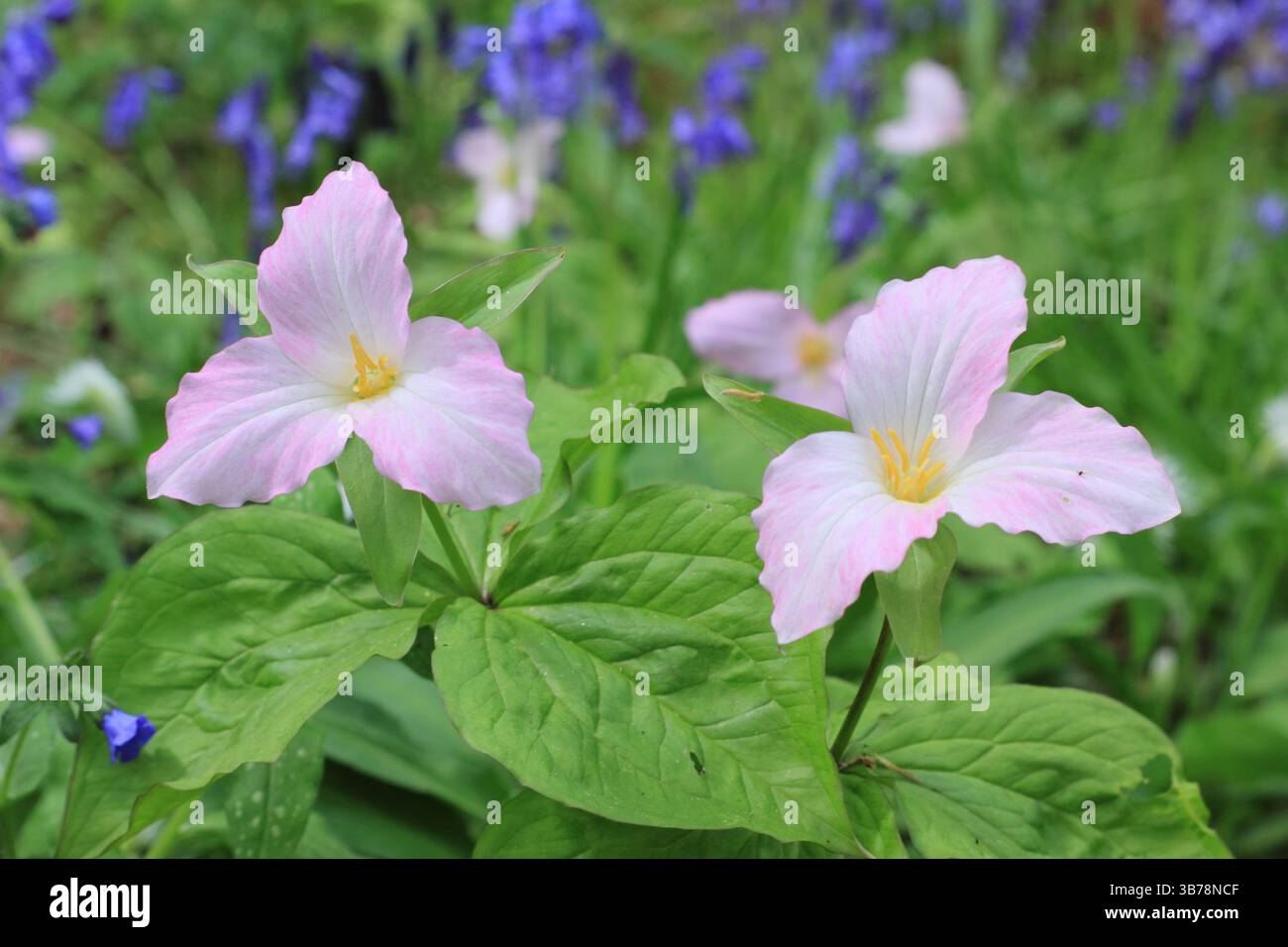 Trillium grandiflorum f. roseum, also known as the rose-coloured wake ...