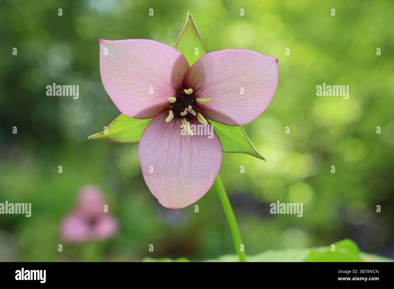 Trillium flexipes Harvington Dusky Pink, displaying characteristic ...