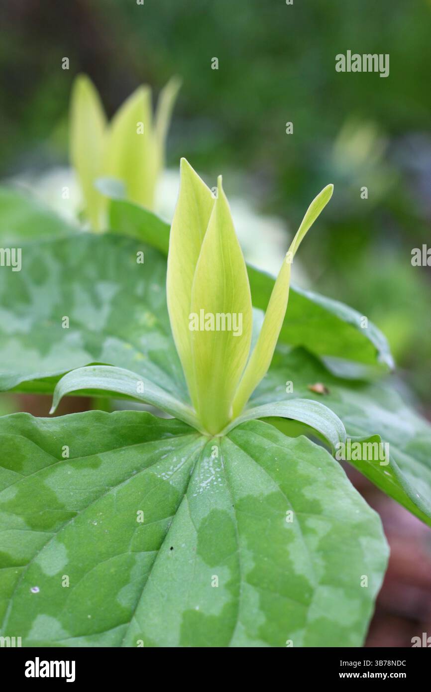Trillium luteum, or Yellow wood trillium, a shade loving perennial with ...