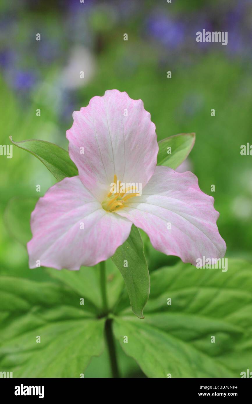 Trillium grandiflorum f. roseum, also known as the rose-coloured wake ...