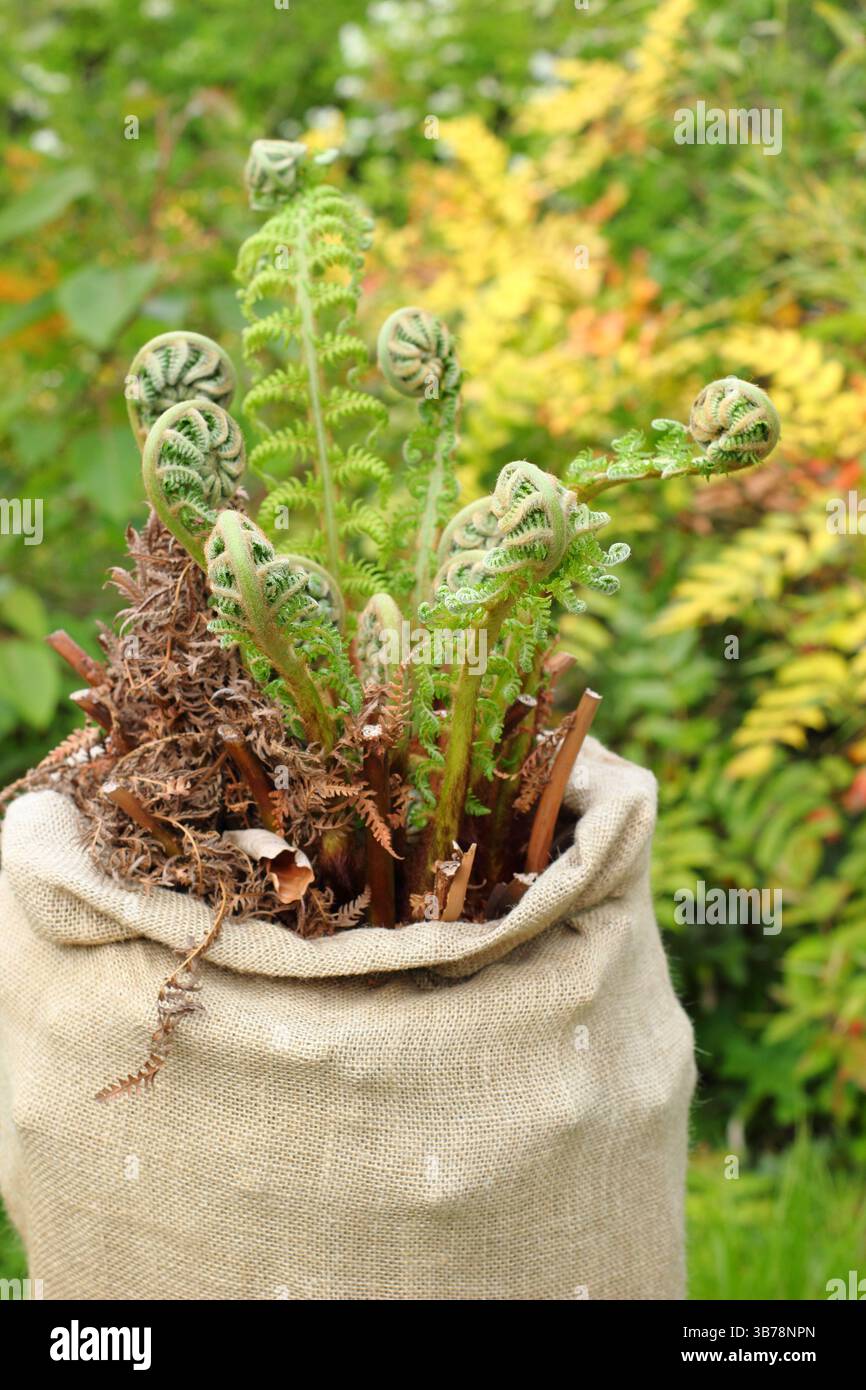 Plant wrapped in hessian hi-res stock photography and images - Alamy