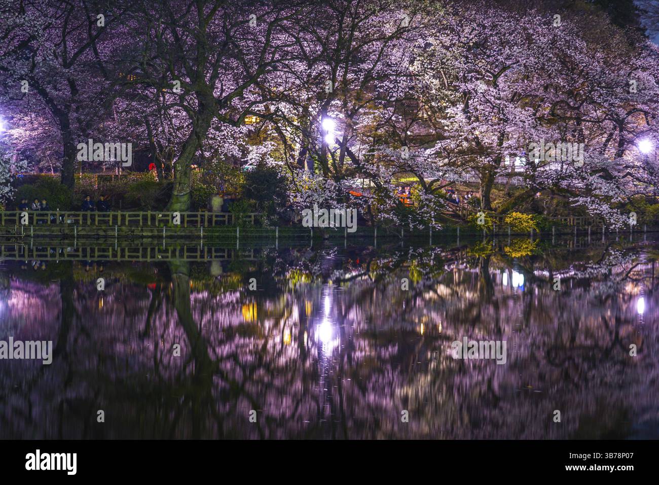 Cherry blossoms of Inokashira Park (Inokashira Park). Shooting Location ...