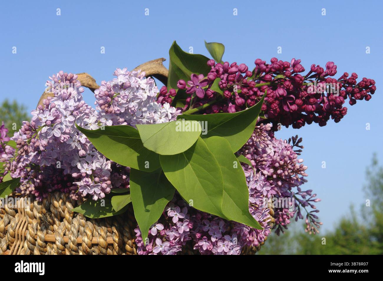 Small still life with different types of lilacs in spring Stock Photo ...