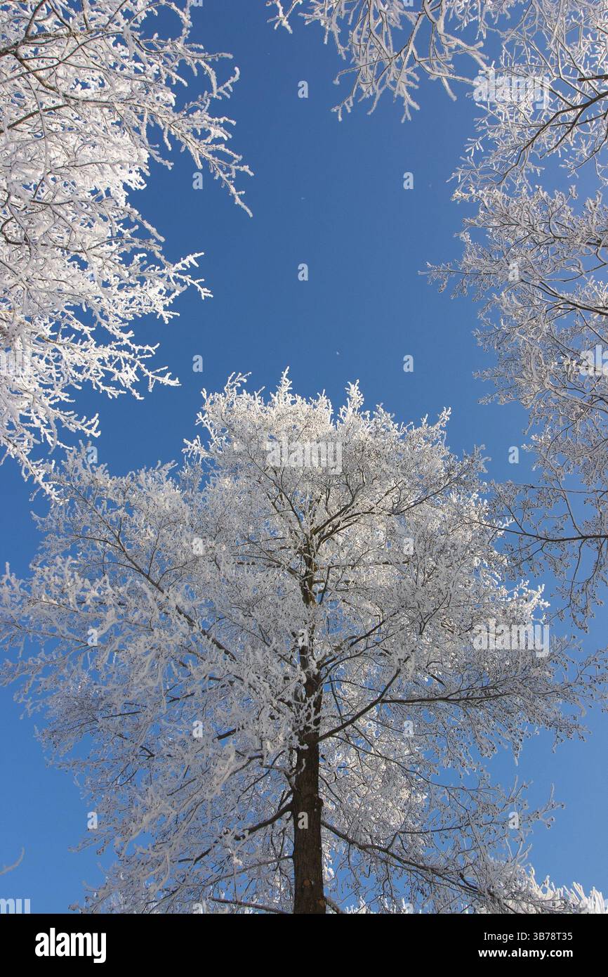 Birch trees with hoarfrost against the blue sky. Beautiful winter ...