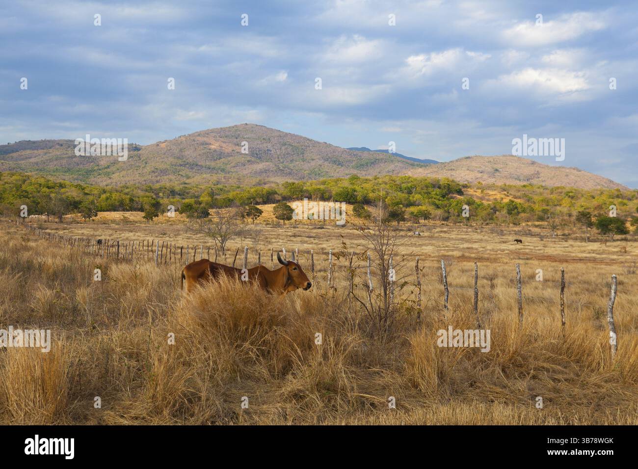 Typical cows on pasture on Trinidad countryside, Cuba, Central America ...