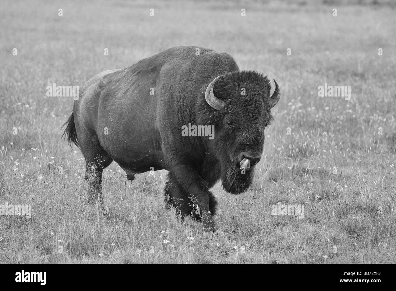 The typical American Bison in the Yellowstone National Park, USA, North ...