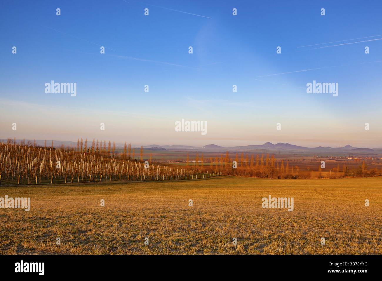 Apple Orchard Rows in spring. Fruit trees over bright blue sky. Apple ...