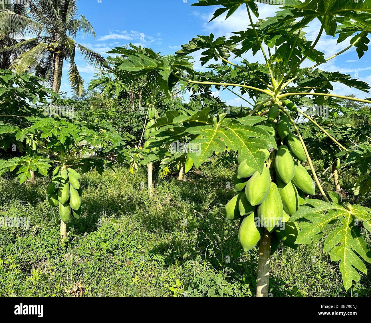 Papaya trees in a Papaya farm Stock Photo - Alamy