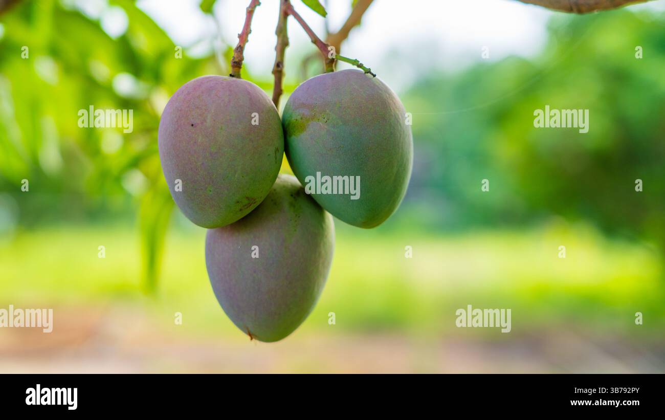 vilad mango fruit. fresh mango fruit in sri lanka Stock Photo - Alamy