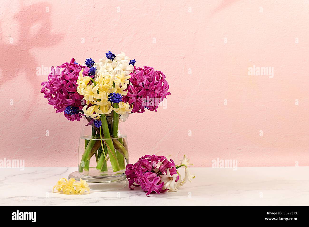 Beautiful banner of different varieties of hyacinth and muscari in vase ...