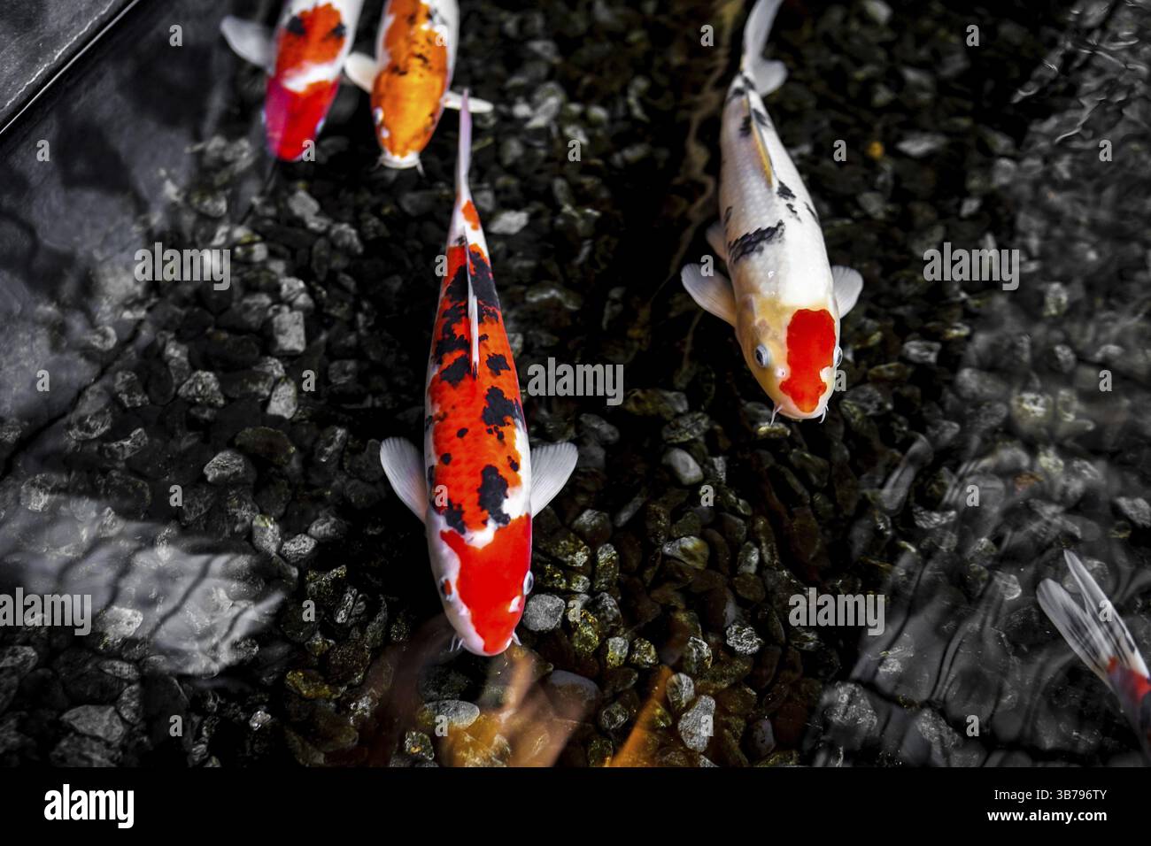 A bowl of swimming the pond. Shooting Location: Tokyo Meguro-ku Stock ...