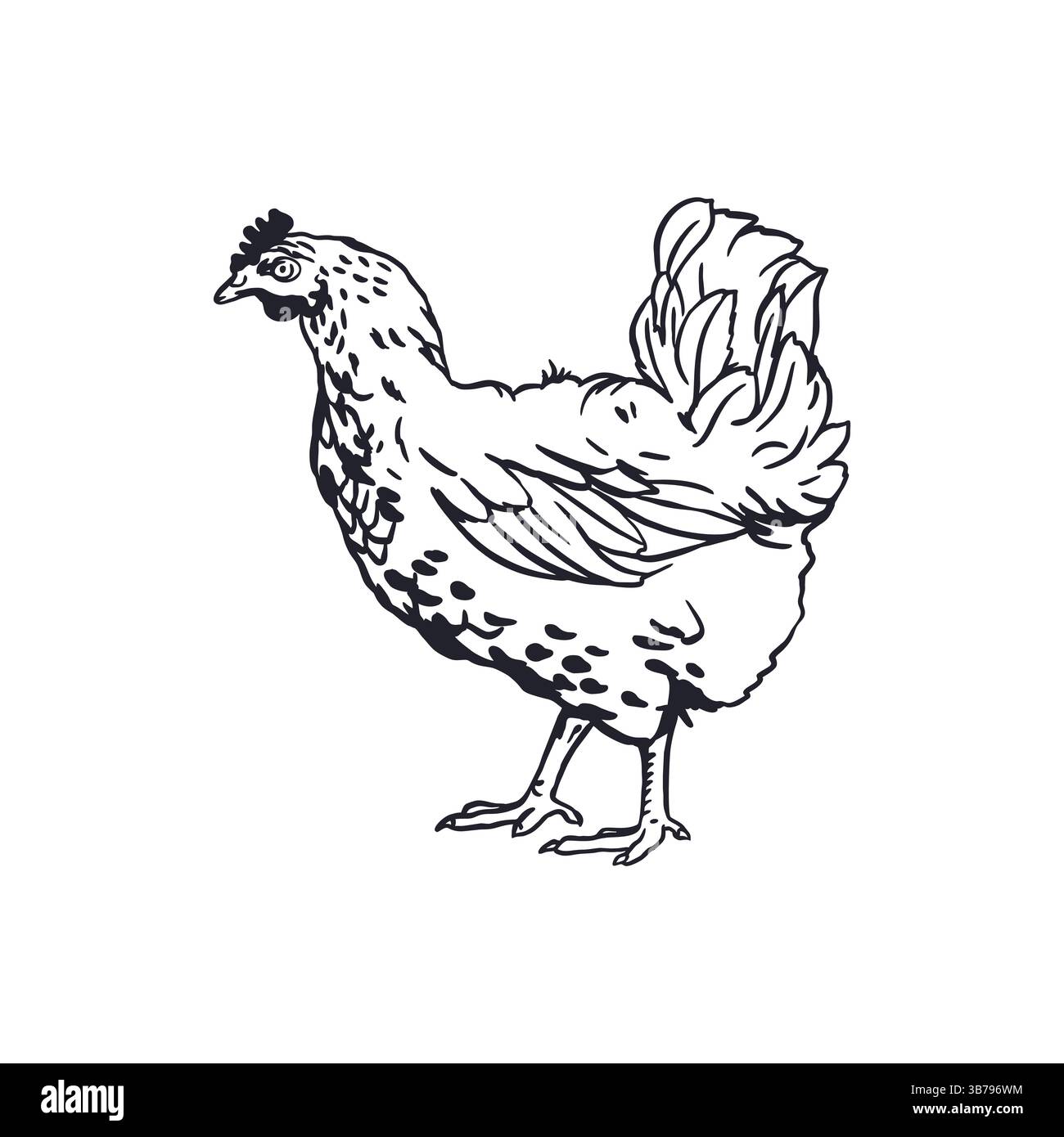 Chicken in graphic style. Black ink sketch. Hand drawn vector ...