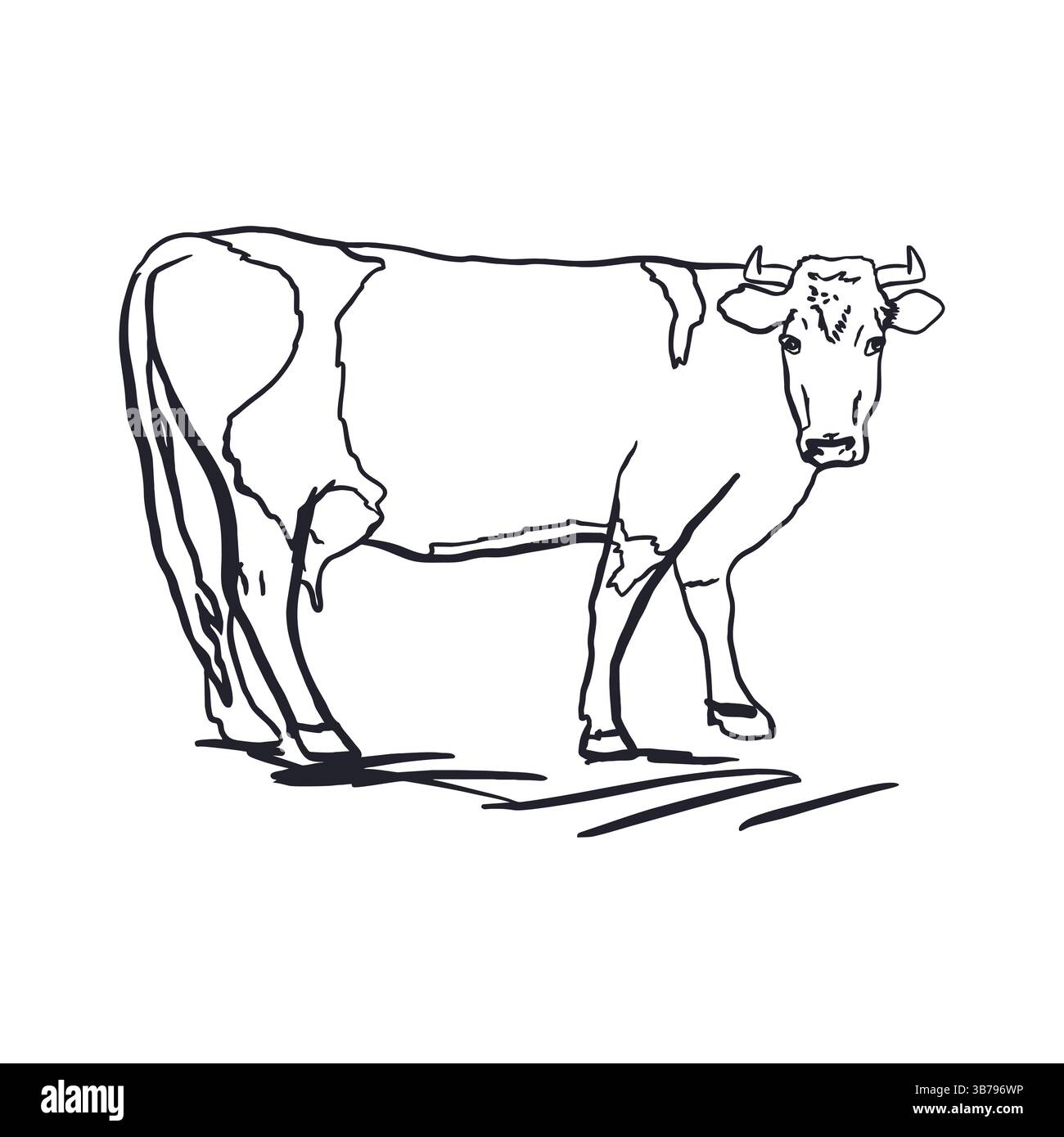 Cow in graphic style. Black ink sketch. Hand drawn vector illustration ...