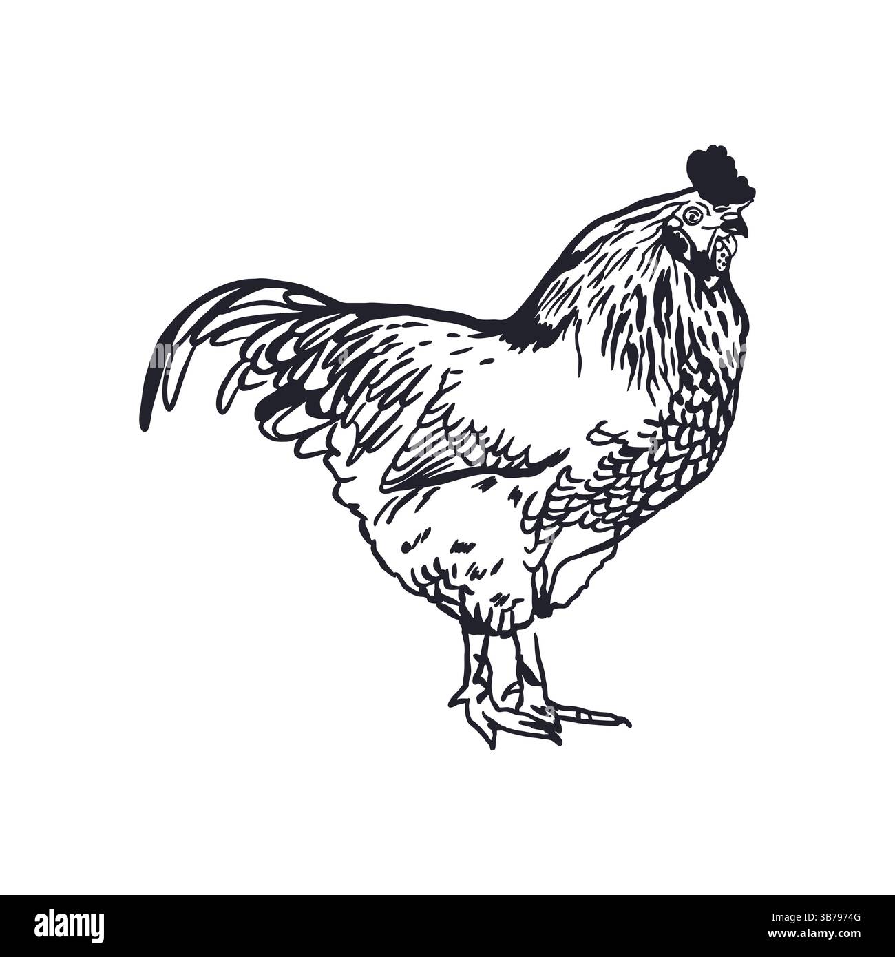 Rooster in graphic style. Black ink sketch. Hand drawn vector ...