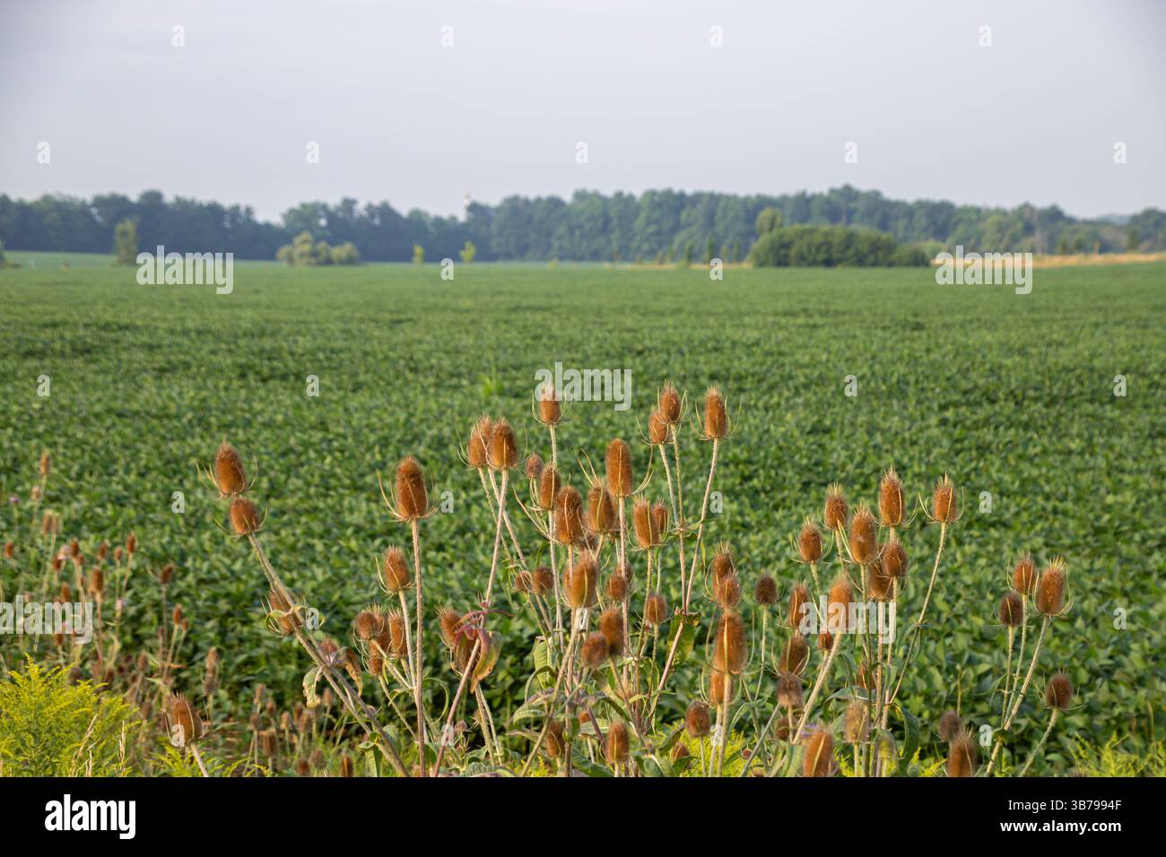 Wild dried teasel plants standing tall in the foreground of a lush ...