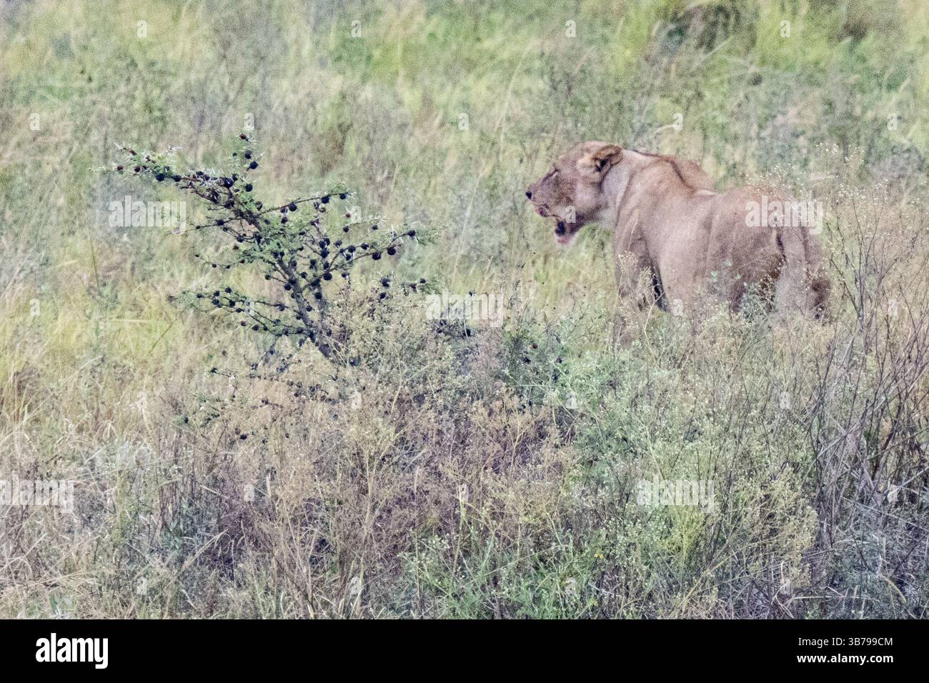 Nairobi, Kenya. 16th Mar, 2025. A tiger in Nairobi National Park in ...