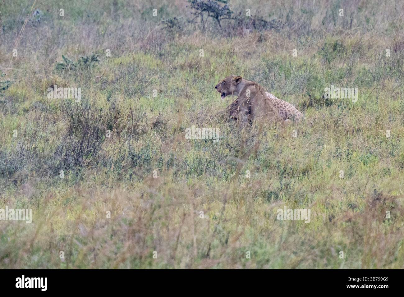 Nairobi, Kenya. 16th Mar, 2025. A tiger in Nairobi National Park in ...