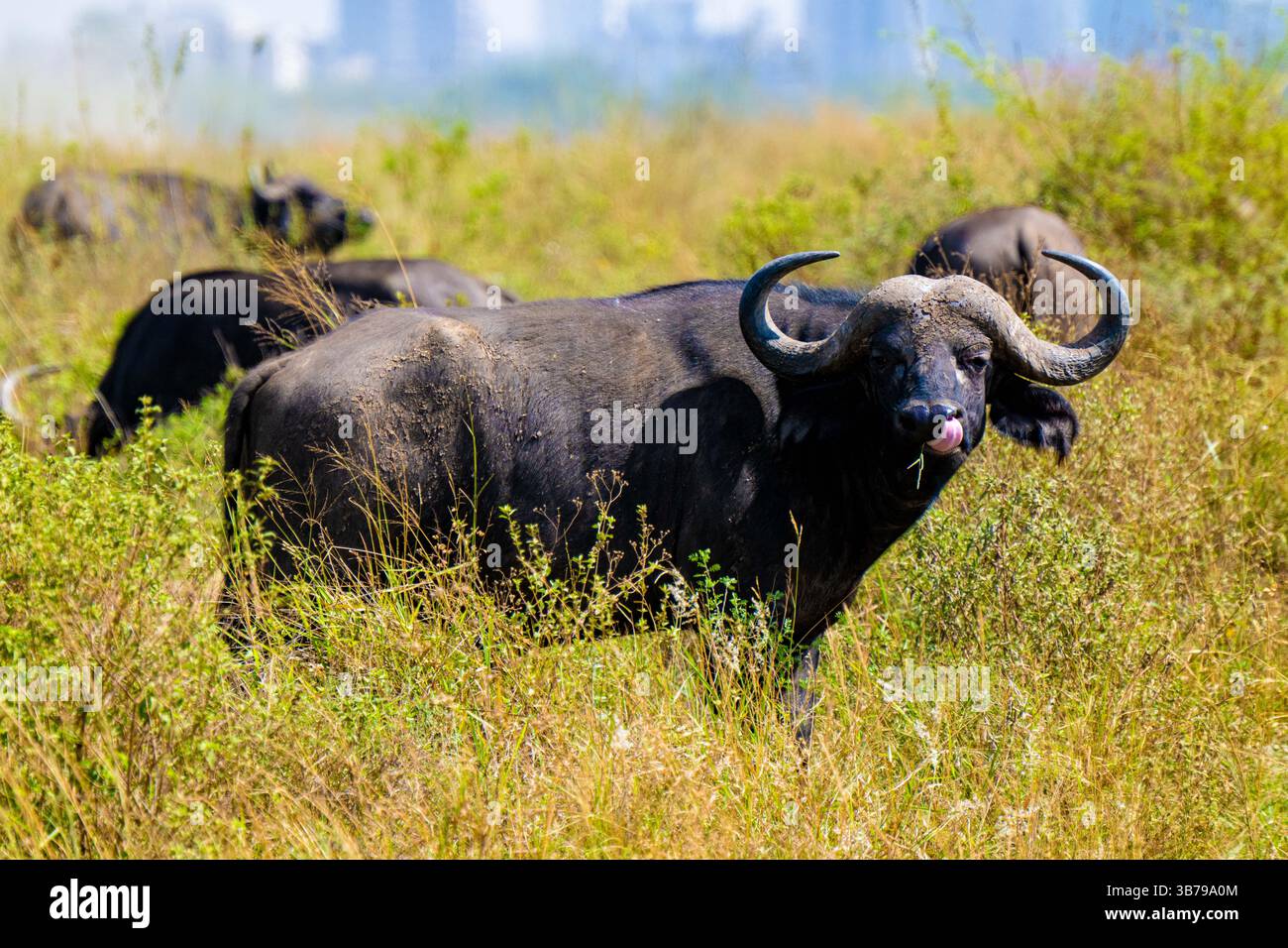 Nairobi, Kenya. 16th Mar, 2025. Wild animals in Nairobi National Park ...