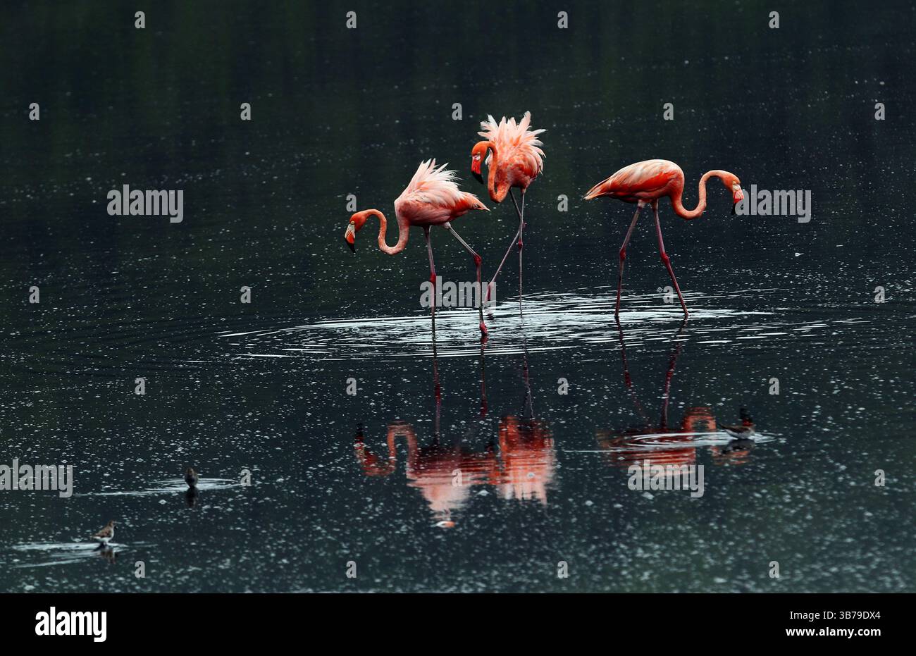 Patanemo, Carabobo, Venezuela. 3rd May, 2025. May 05, 2025. Flamingos ...