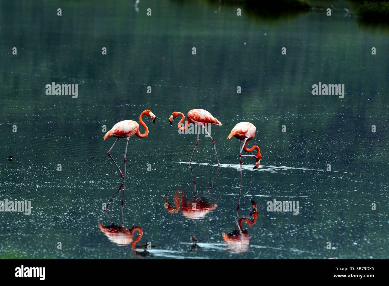 Patanemo, Carabobo, Venezuela. 3rd May, 2025. May 05, 2025. Flamingos ...