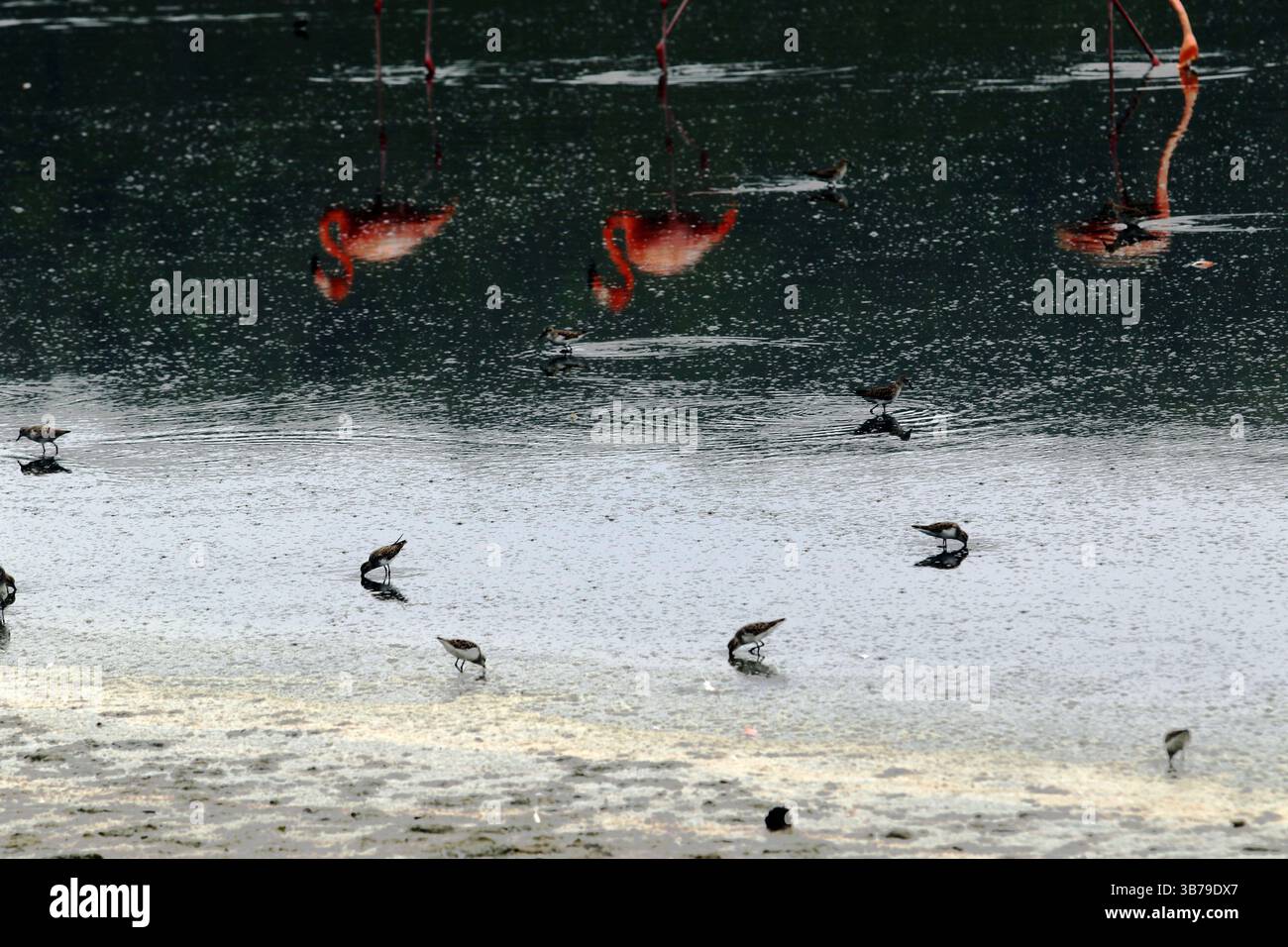Patanemo, Carabobo, Venezuela. 3rd May, 2025. May 05, 2025. Flamingos ...
