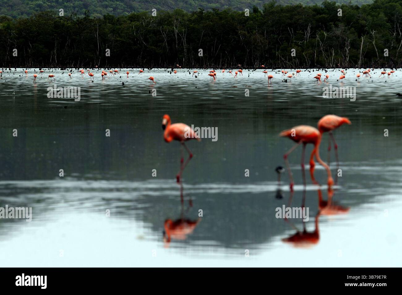 Patanemo, Carabobo, Venezuela. 3rd May, 2025. May 05, 2025. Flamingos ...