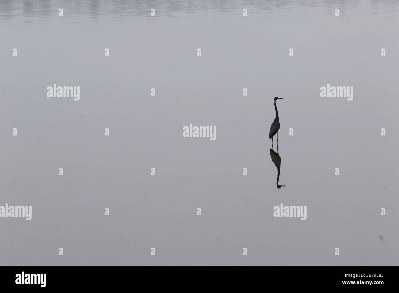 Patanemo, Carabobo, Venezuela. 3rd May, 2025. May 05, 2025. Flamingos ...