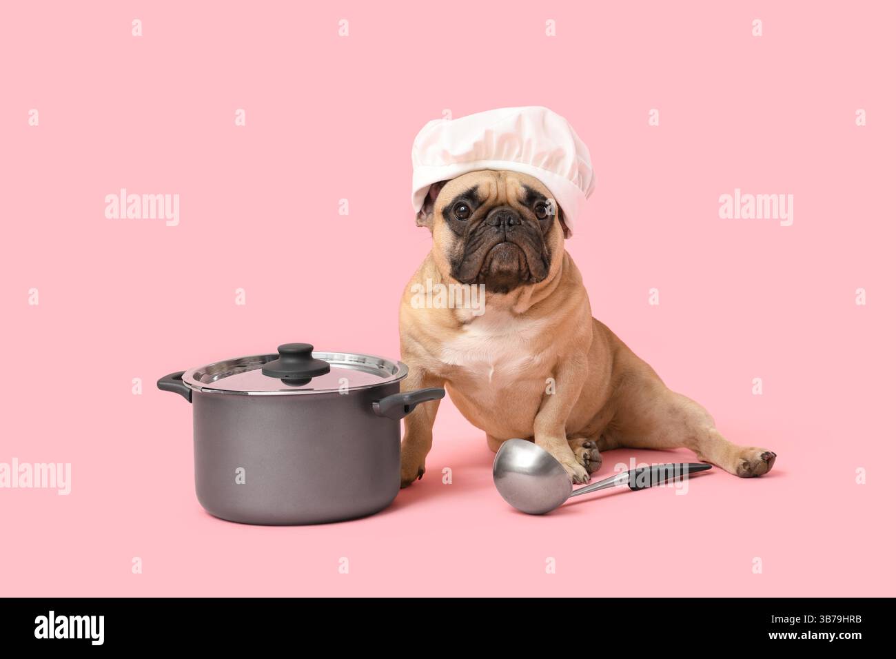 Cute French bulldog in chef's hat with cooking pot and ladle on pink ...