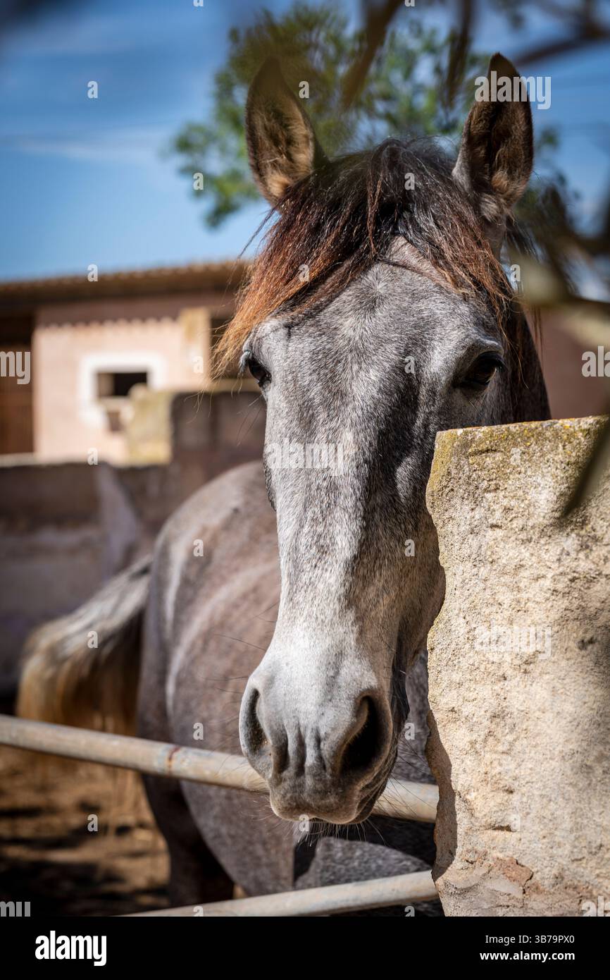 Purebred Spanish horse, Campos, Mallorca, Balearic Islands, Spain Stock ...