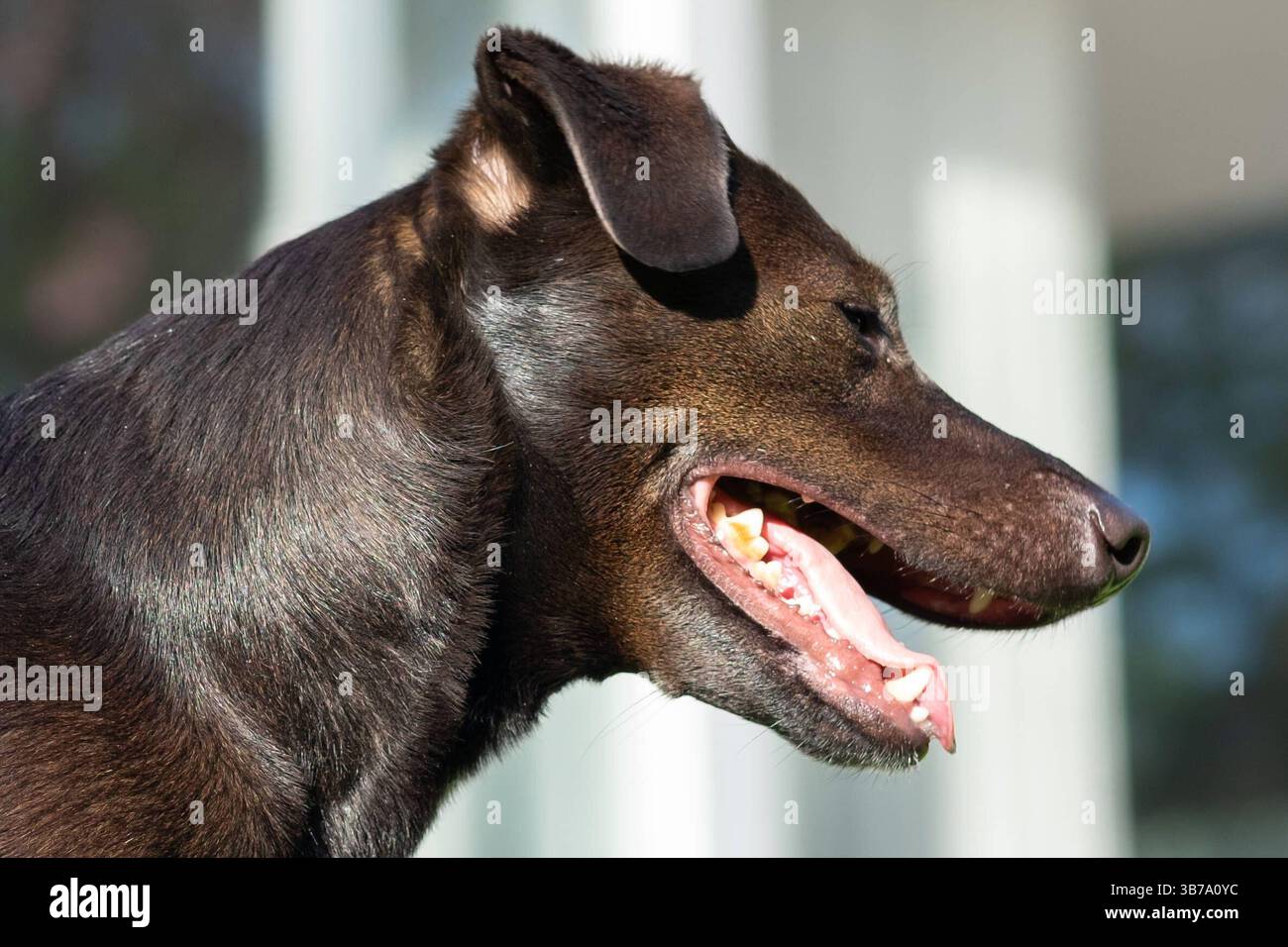 Ein kleiner schwarzer Terrier In Aachen am 26. April 2025. GERMANY ...