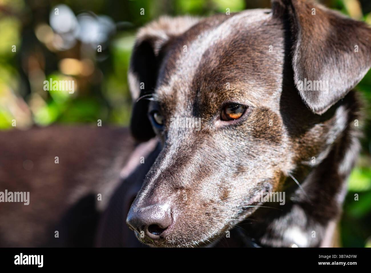 Ein kleiner schwarzer Terrier In Aachen am 26. April 2025. GERMANY ...