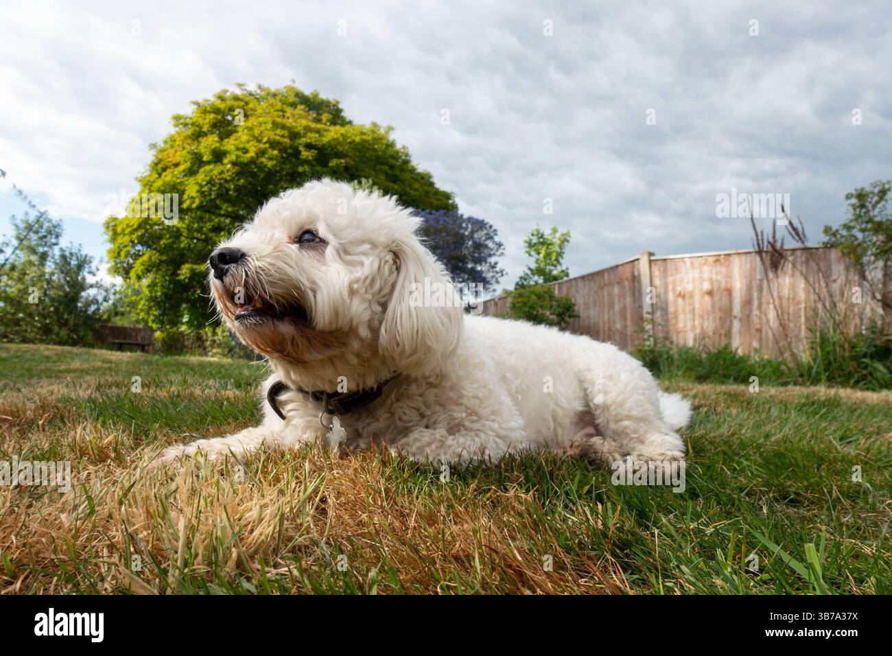 A cute, white cavapoo dog lying outside on the lawn in a residential ...
