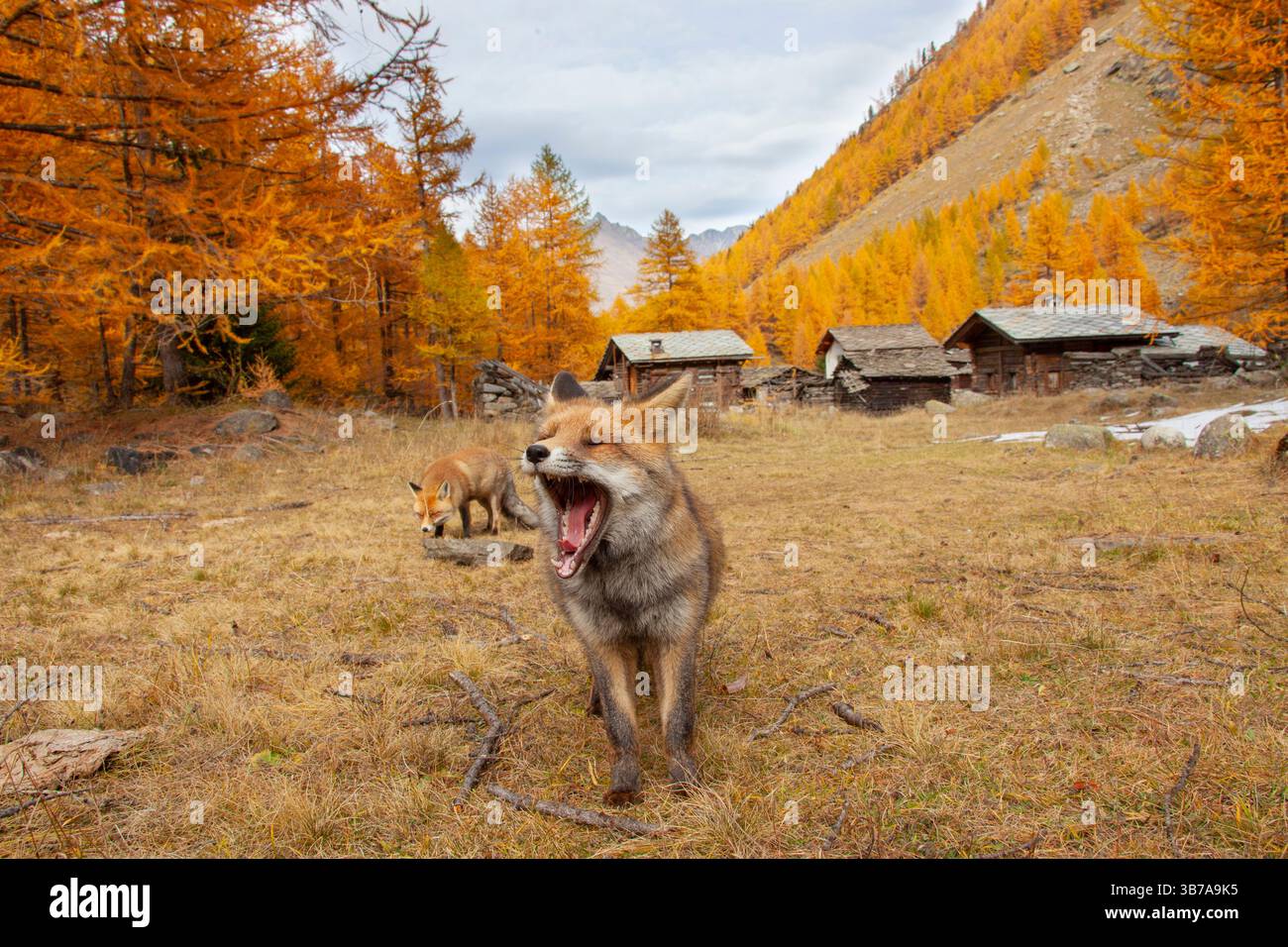 Red fox, Vulpes vulpes, adult fox in front of huts in autumn, Gran ...
