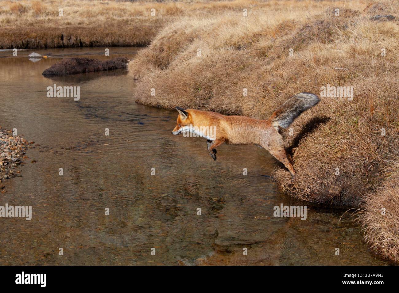 Red fox, Vulpes vulpes, fox jumping over a stream, Gran Paradiso National Park, Italy Stock ...