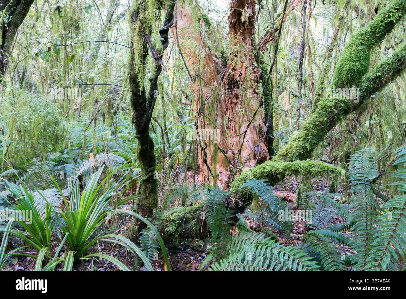 Croydon bush scenic reserve hi-res stock photography and images - Alamy