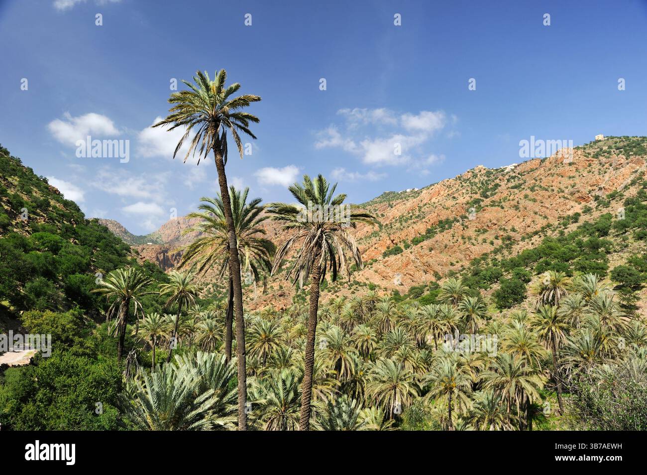 Palm grove Targa N'touchka,Chtouka Ait Baha province,Anti-Atlas,Morocco ...