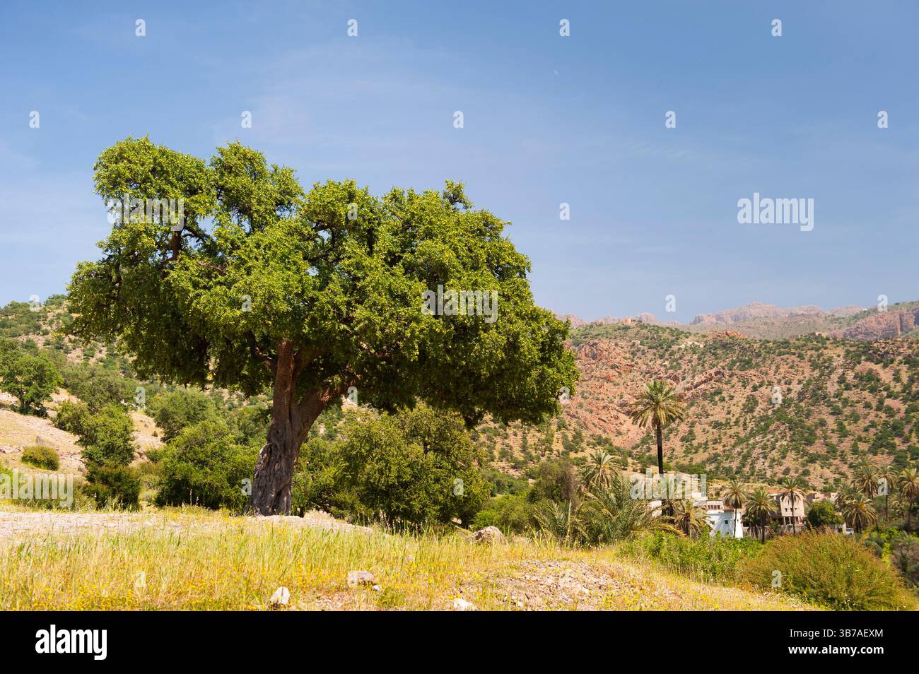 The Argan is a endemic tree of Souss valley of southwestern Morocco ...