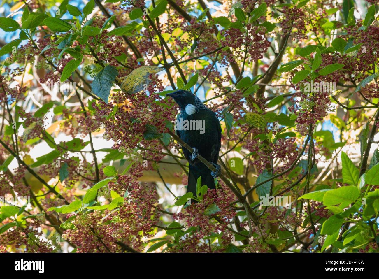 Tui laden hi-res stock photography and images - Alamy