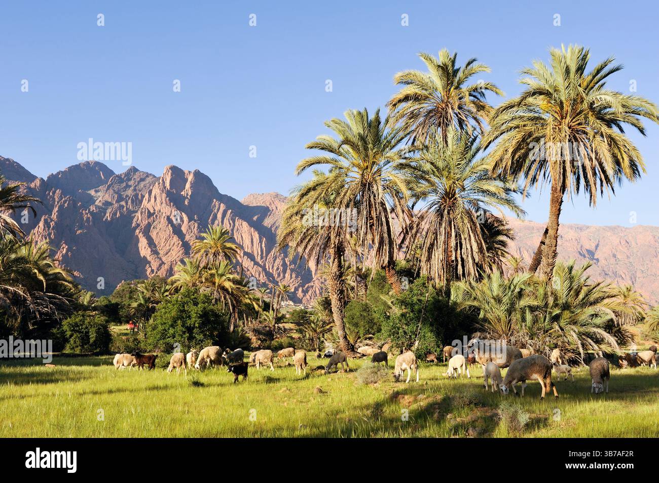 Flock of sheep and goats, Ammeln valley with Djebel Lekst in background ...