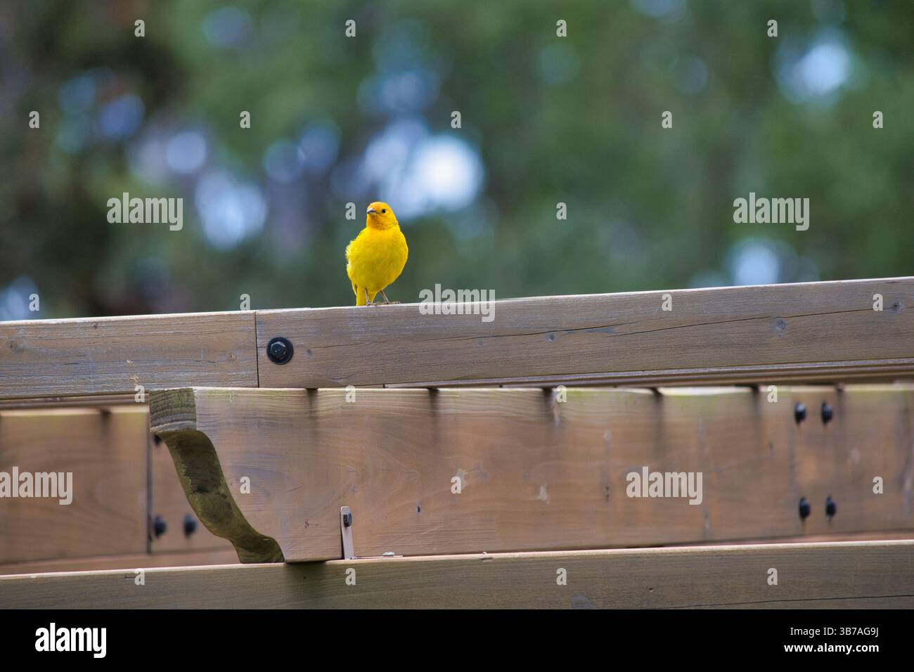 Colorful bright yellow alauhio bird endemic to maui Stock Photo - Alamy