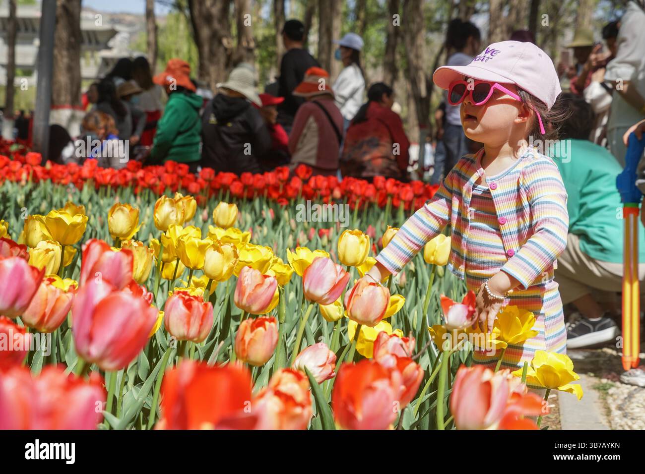 **CHINESE MAINLAND, HONG KONG, MACAU AND TAIWAN OUT** Blooming tulip ...