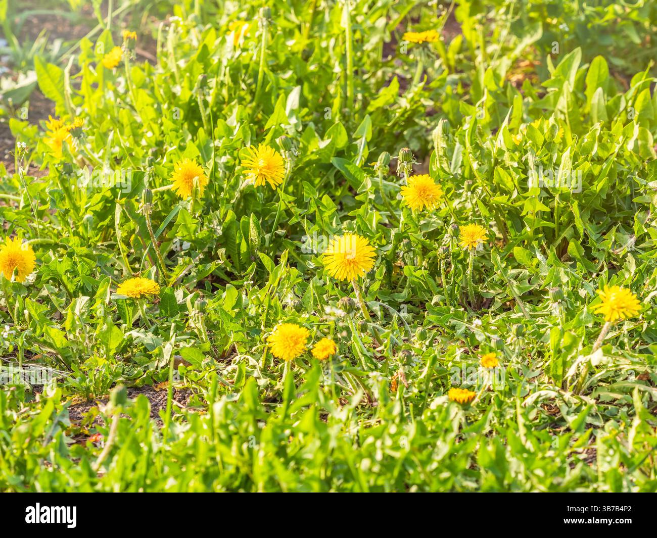 Field of yellow dandelions. Summer field of dandelions. Taraxacum ...