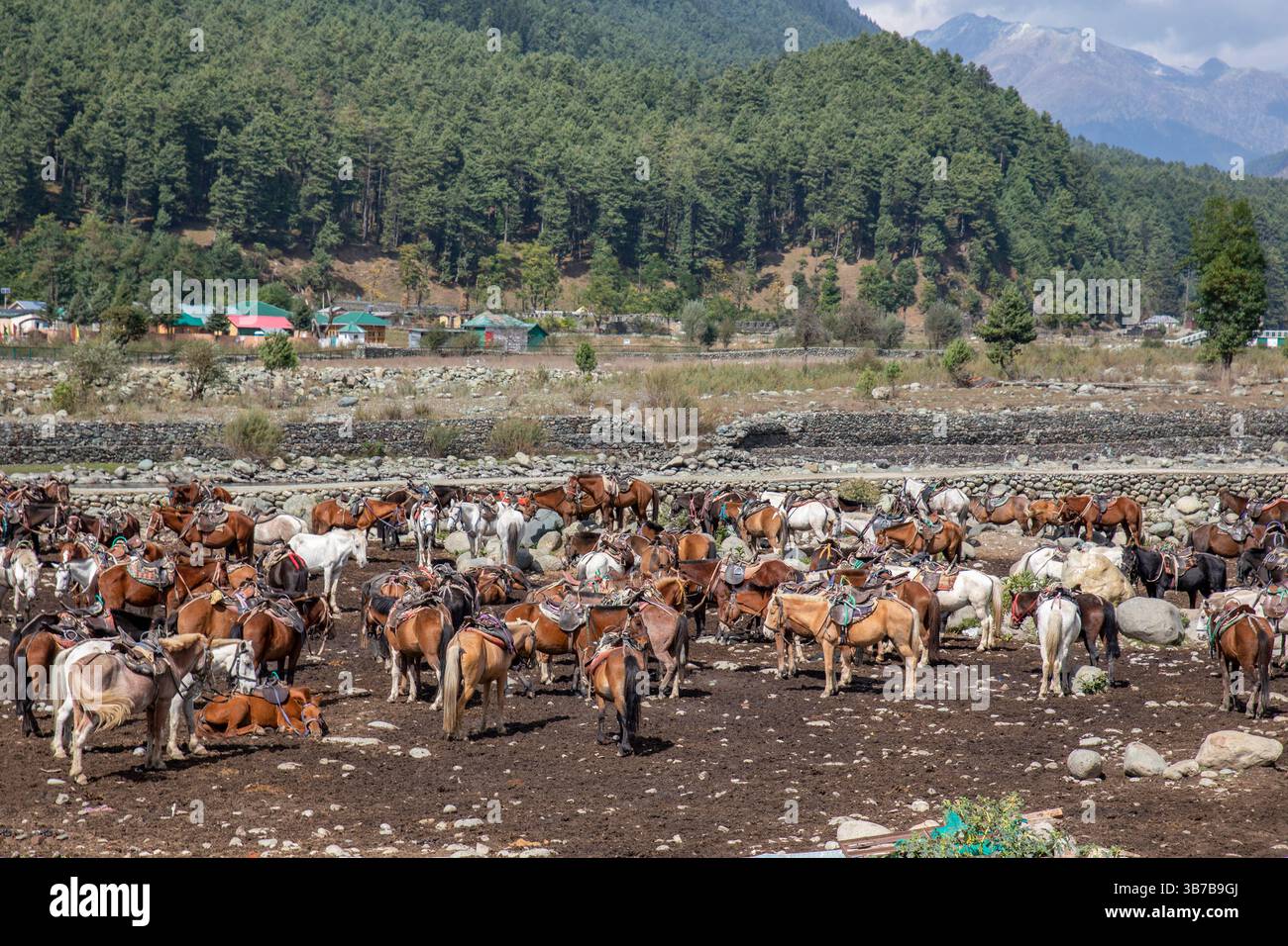 Pahalgam offers horse rides, including to popular destinations like ...