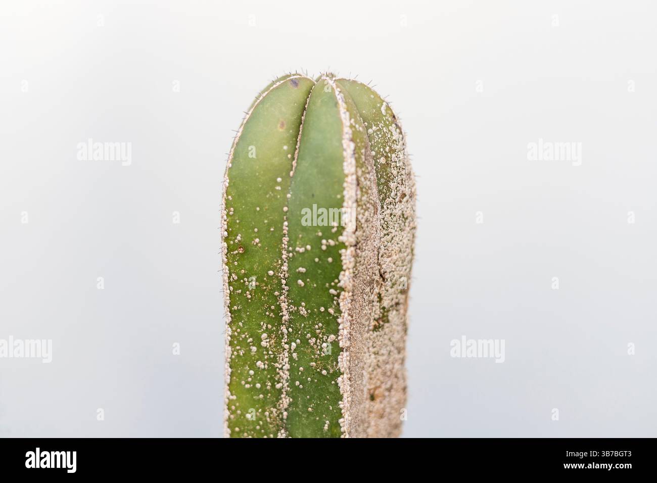 Unhealthy fencepost cactus with signs of rot and mold on white isolated ...